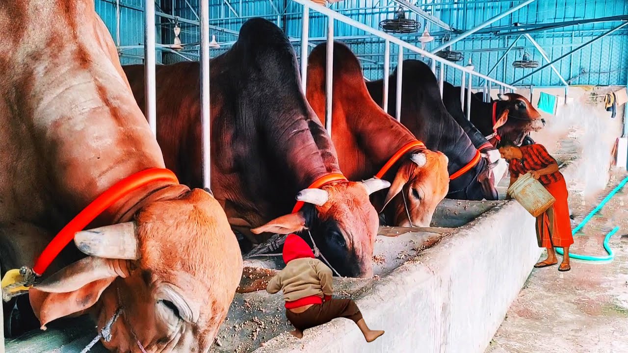 Sadeeq Agro 2022 New Collection । Sadeeq Agro Cow New Collection 2022 ...