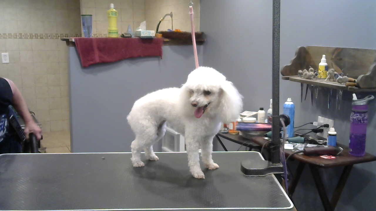 FLUFF AND DRY GROOMING SALON - ROSEY - TOY POODLE - YouTube