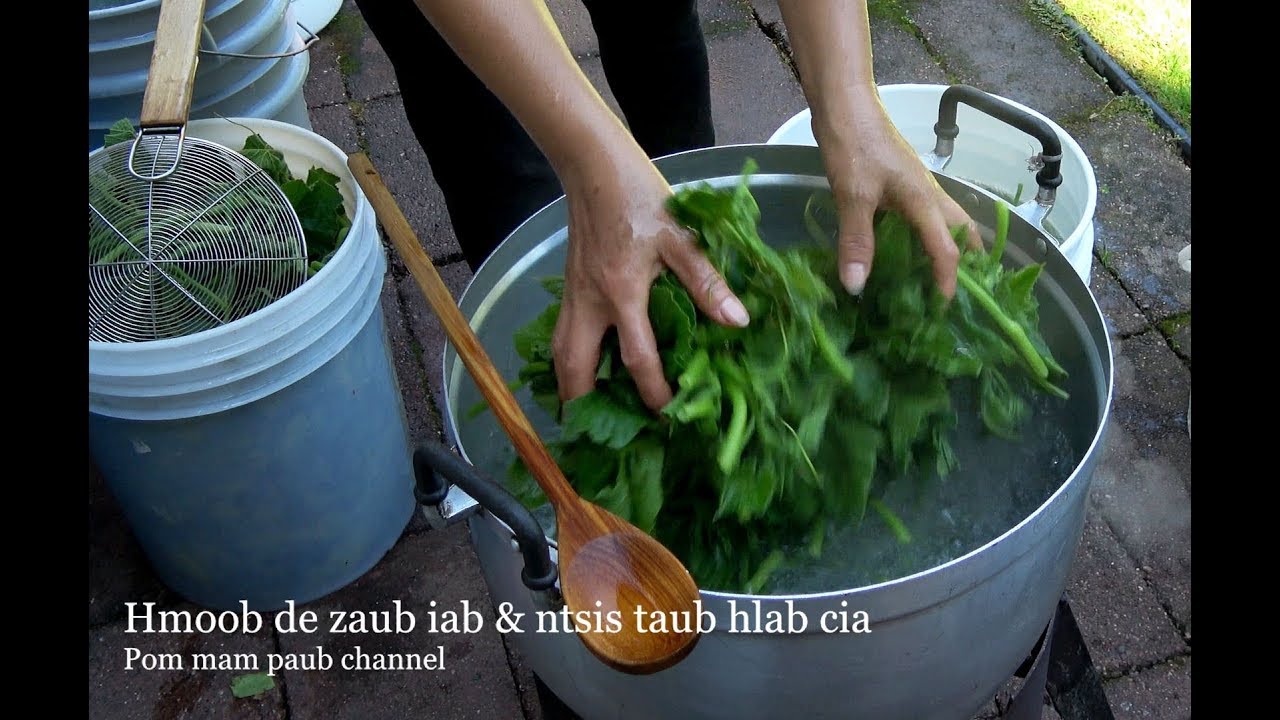 Hmoob de zaub iab thiab ntsis taub hlab cia - YouTube