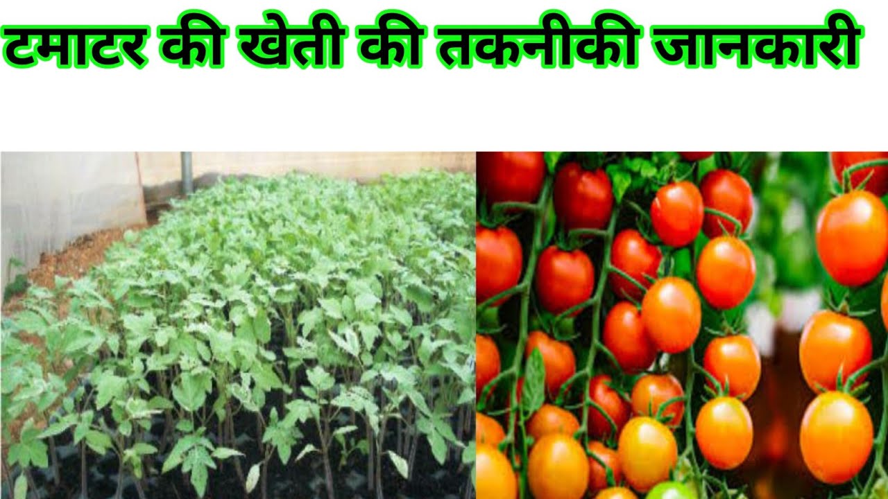 टमाटर की खेती/Tomato cultivation/New technique for Tomato cultivation ...