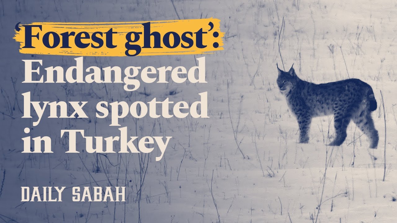 "Forest ghost" on film: Endangered Caucasian lynx spotted in Turkey's ...