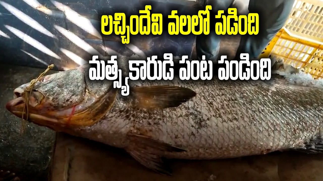 Kachidi FISH Called as GOLD FISH Caught By Fisherman In Anakapalli ...
