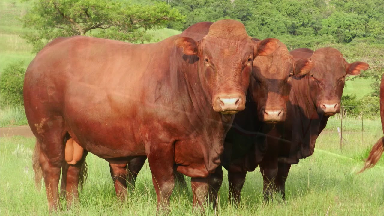 Bonsmara SA - 1 Mrt 2018 - YouTube