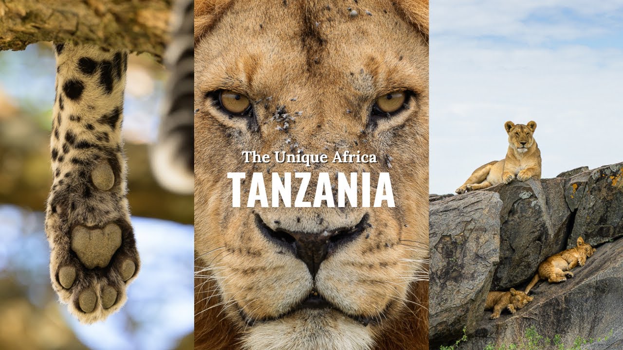 TANZANIA 🇹🇿 2025 | The Unique Africa | Ndutu Plains, Central Serengeti ...