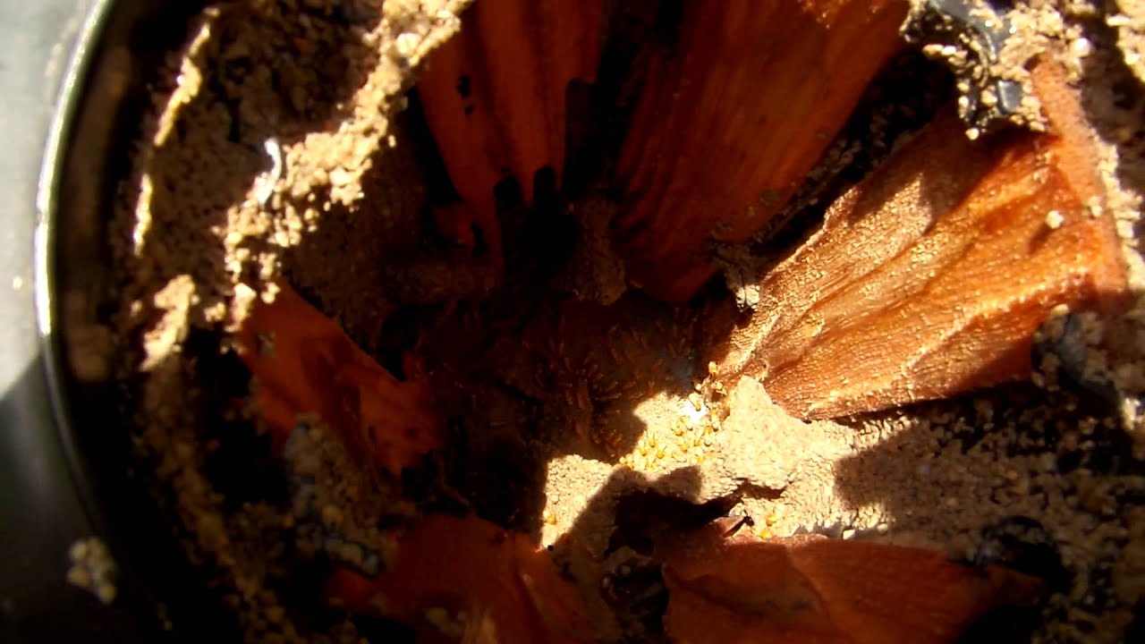 Microcerotermes termites - YouTube