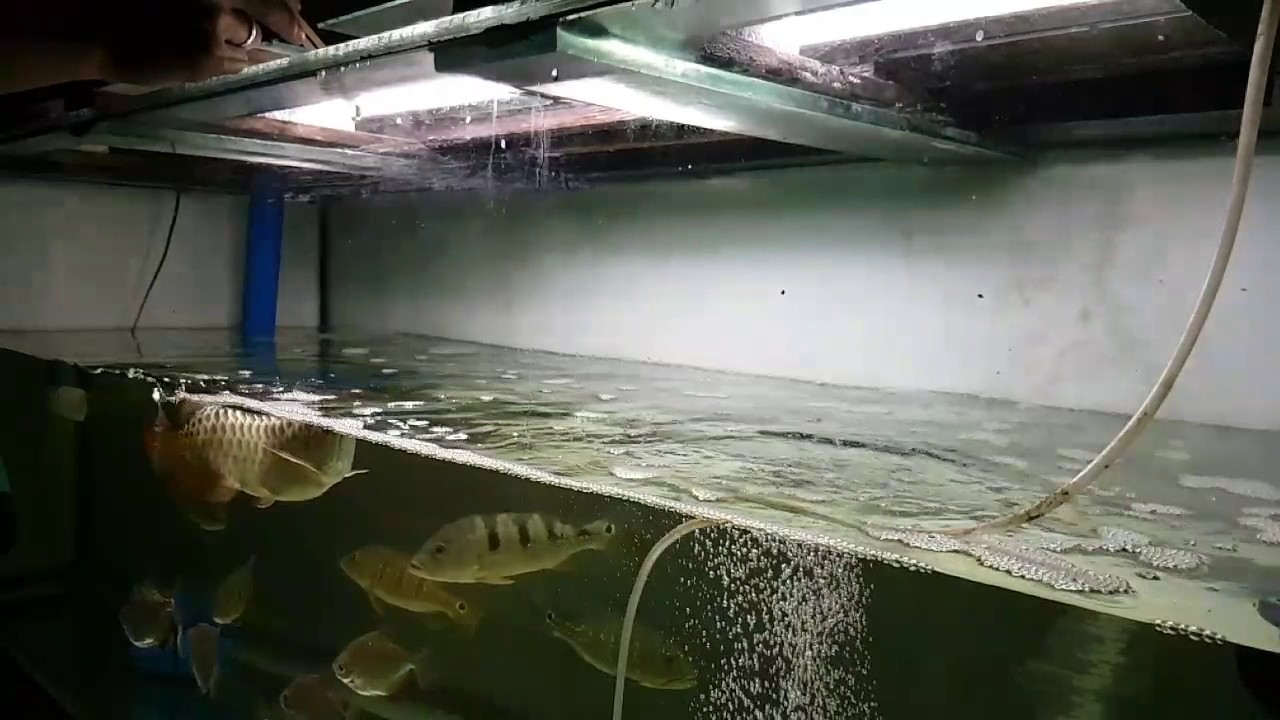 Feeding arowana monkey fish (jumping in slowmotion) - YouTube