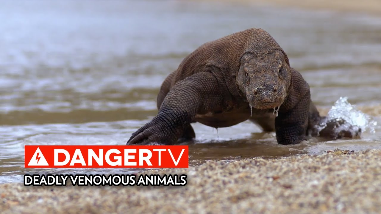 Deadly Venomous Animals | Killer Instincts - YouTube