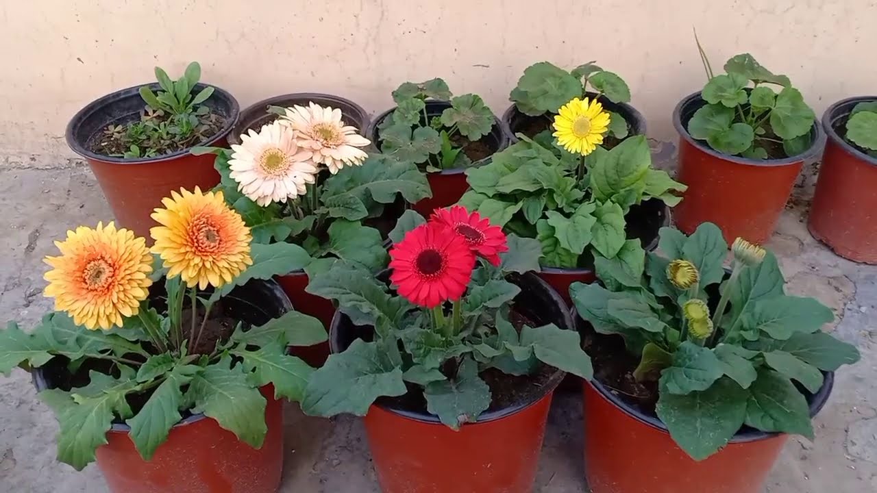 Gerbera Plant How To Grow || जरबेरा के पौधे को कैसे उगाएं #WinterPlants ...