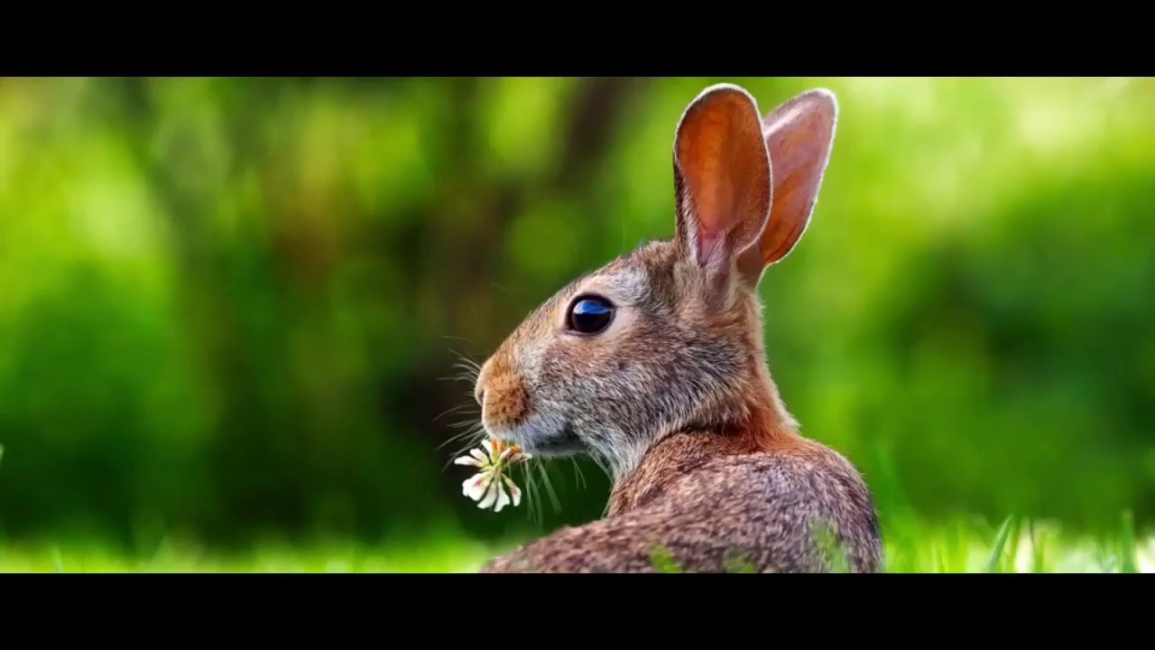 Curiozitati despre iepuri - YouTube