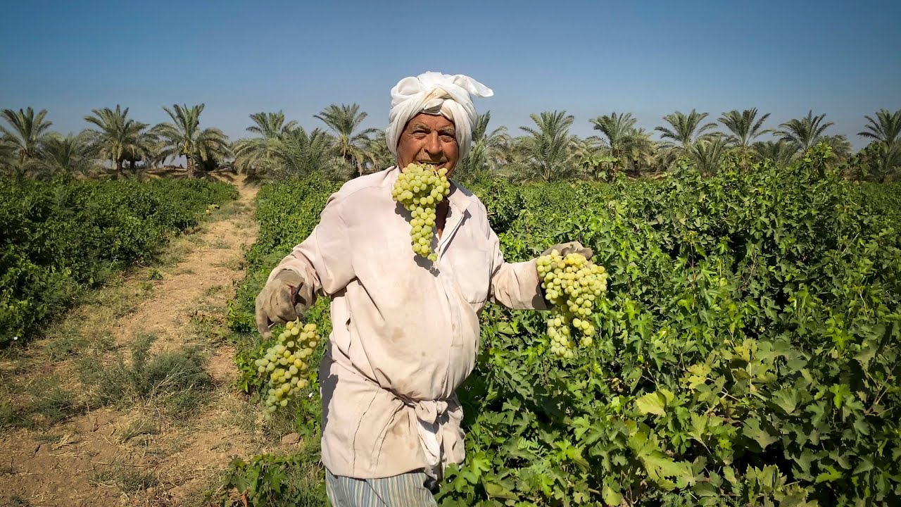 Nomads of Iran: grape harvest - YouTube