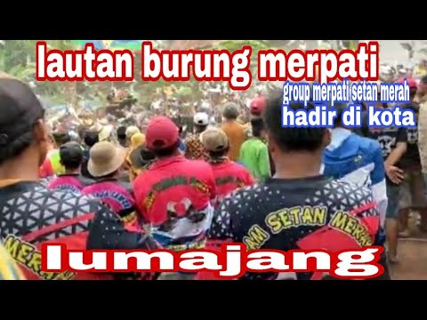 lautan burung merpati 🔵 group merpati setan merah hadir di kota ...
