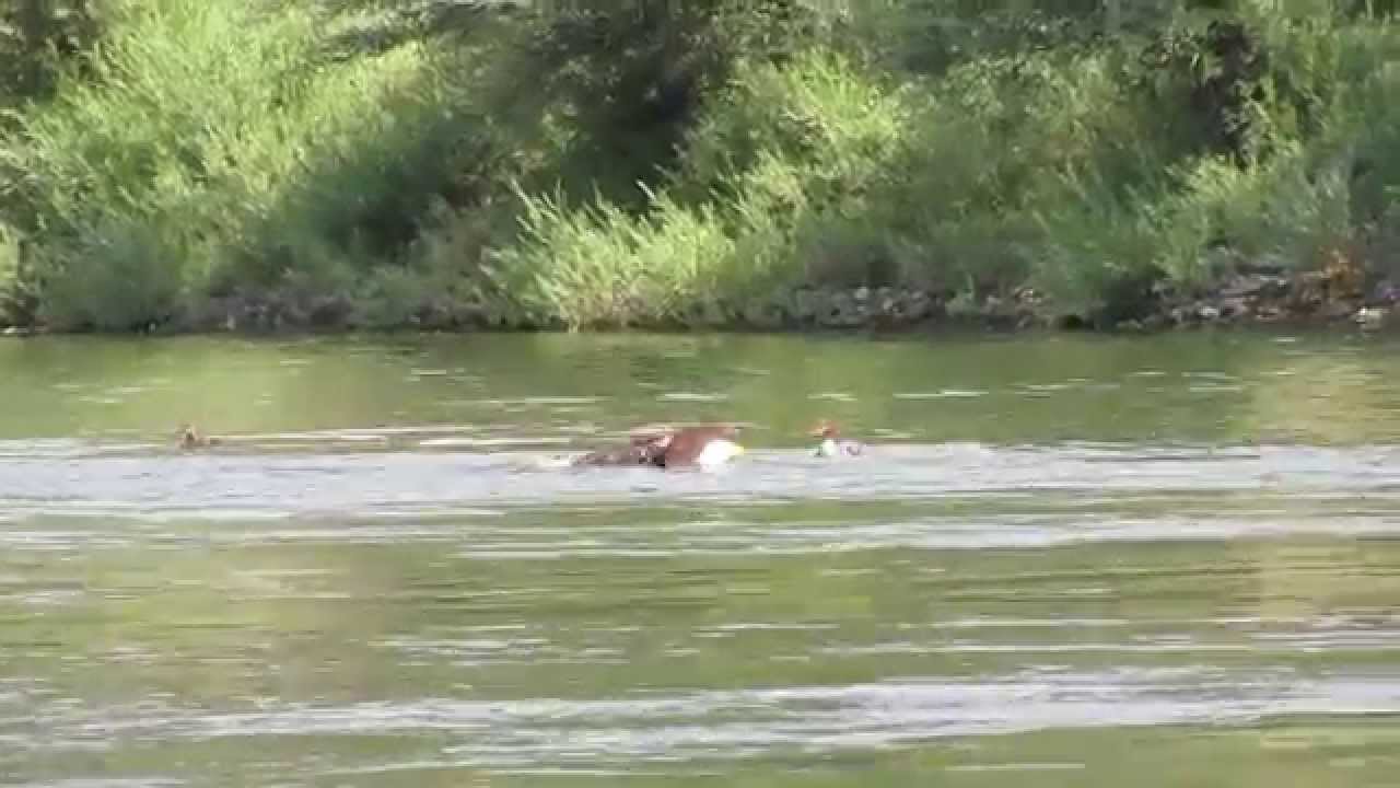 Bald Eagles at Turtle Bay~Swimming Eagle - YouTube
