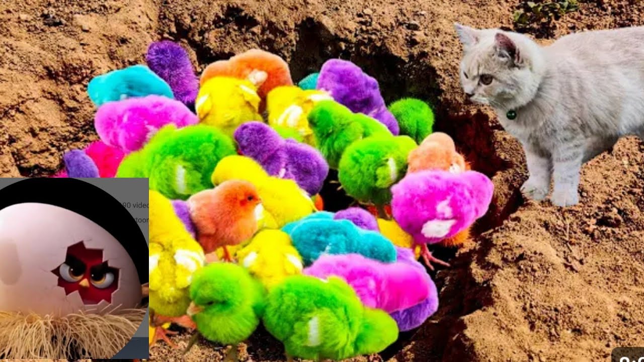 cute ducks, rabbits, cats, rainbow, chiken, color full chick's, swans ...
