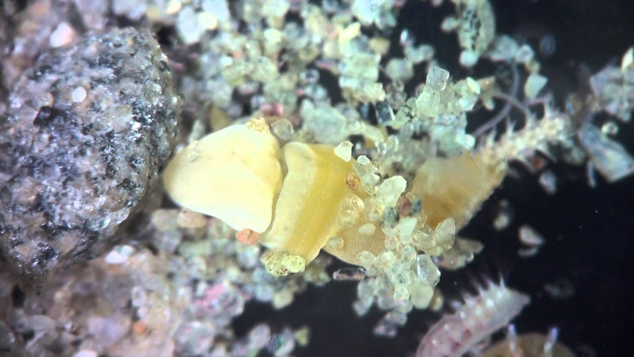 Hemichordata Enteropneust Hällsö - YouTube