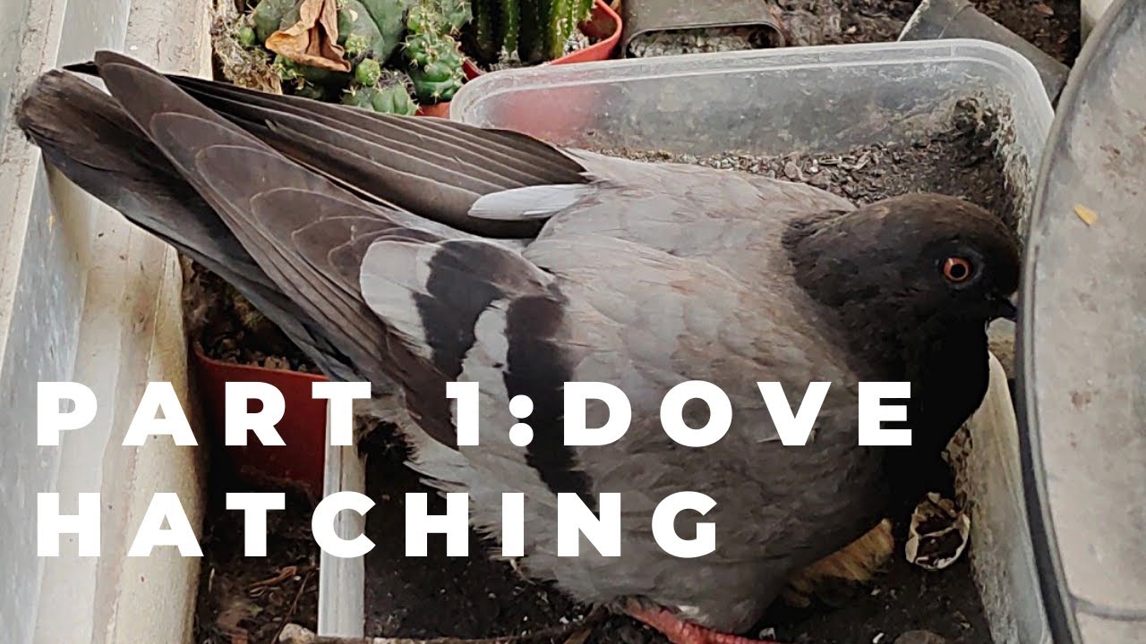 Part 1: Dove Hatching - YouTube