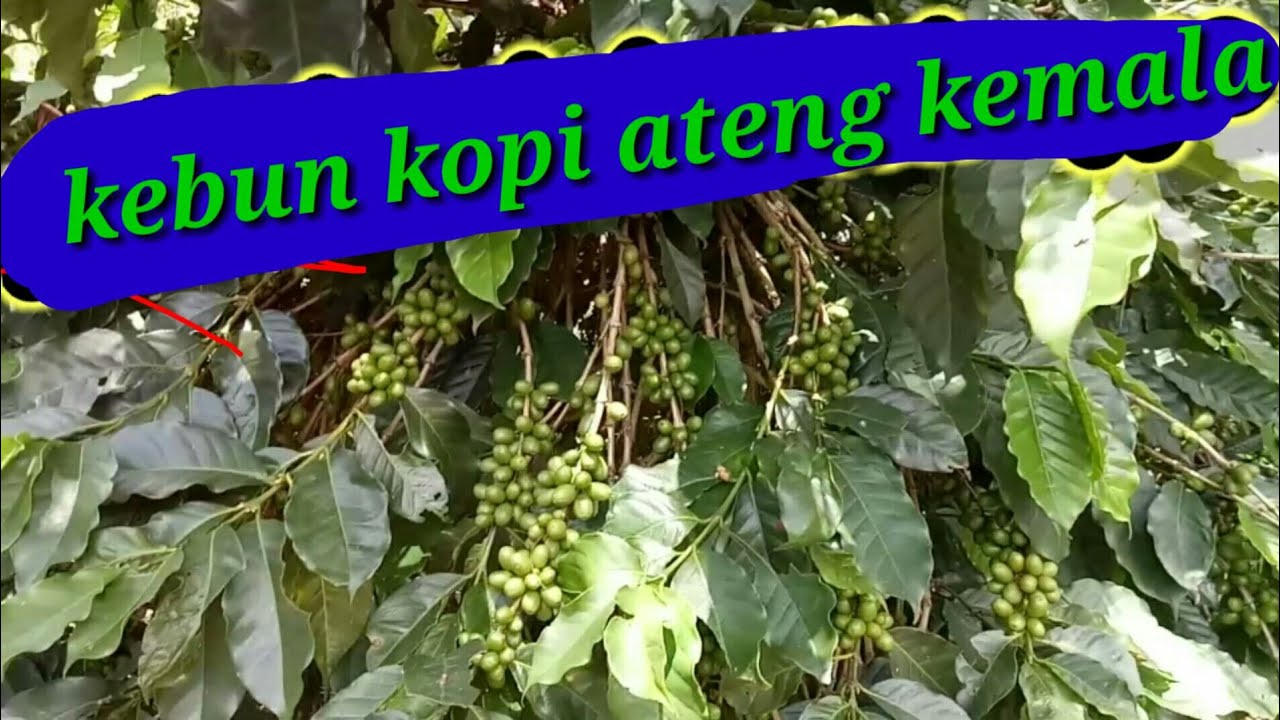 INTIP kebun kopi arabika ateng kemala - YouTube