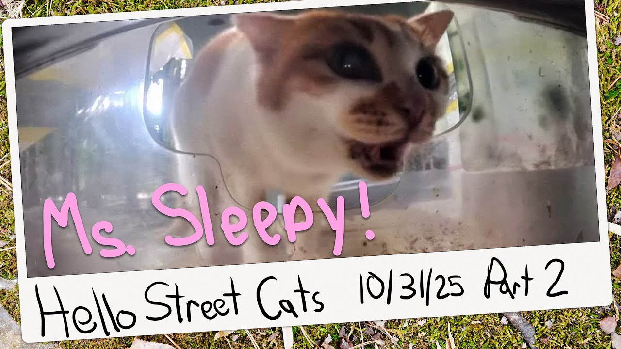 We Spotted Ms. Sleepy, My Favorite Street Car! 😺💞 Hello Street Cat ...