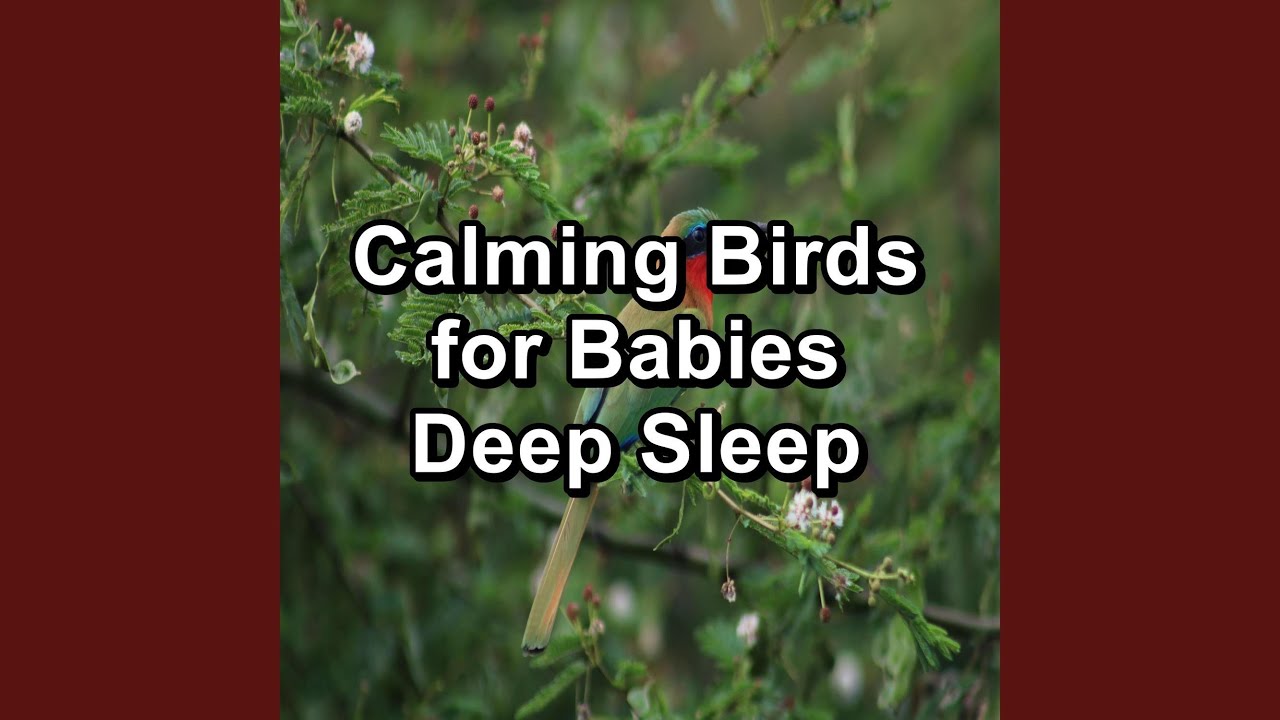 Calm Bird Sounds Garden Bird Songs To Loop as Long as you Need - YouTube
