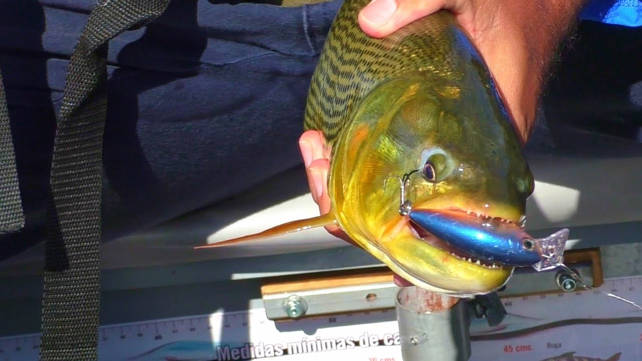 That Last Bite was Crazy - Drifting Fishing for Golden Dorado and ...