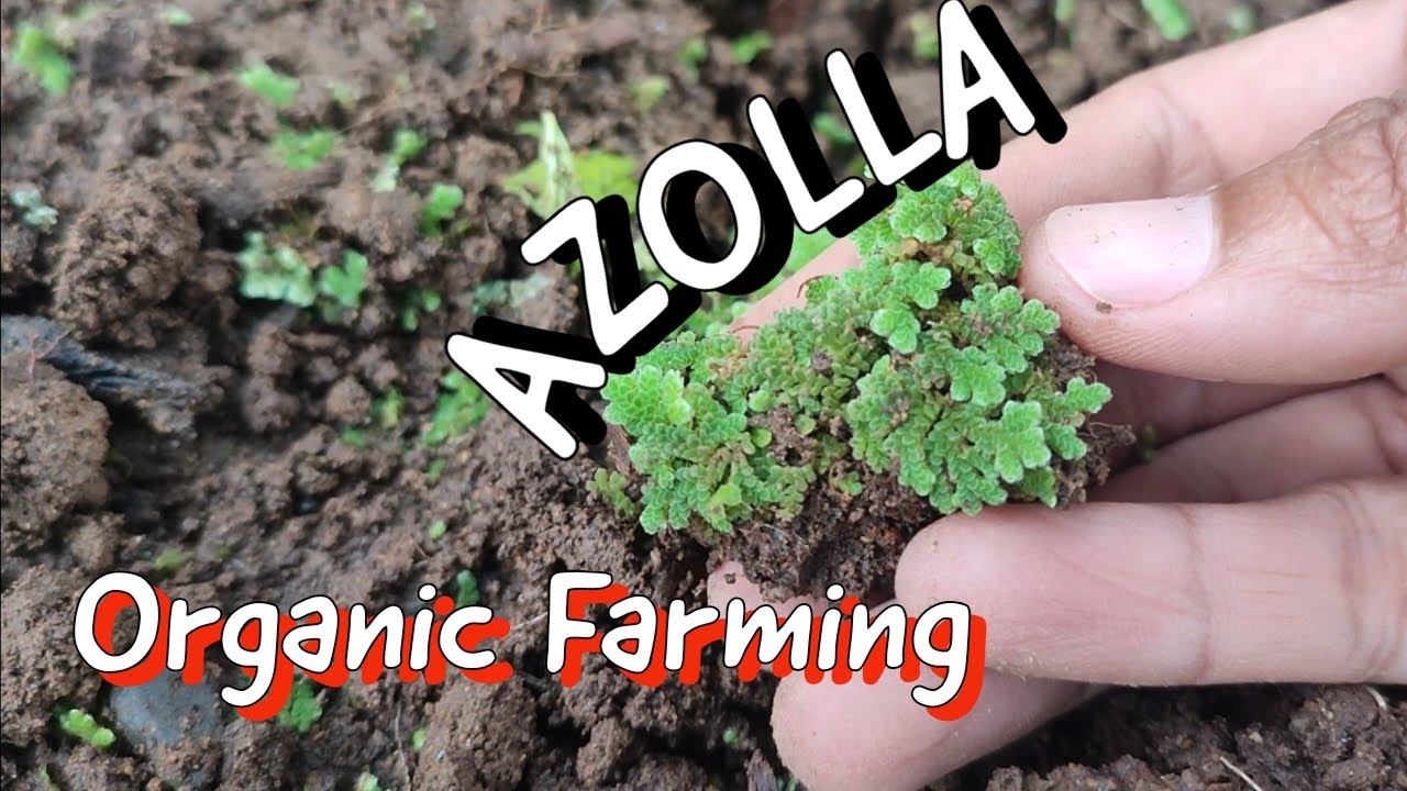 Azolla as organic soil fertilizer | Organic gardening and Native ...