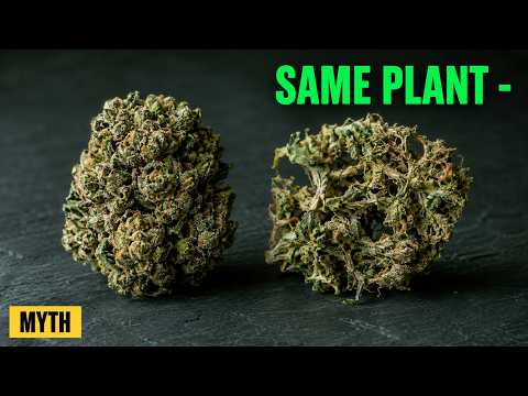 The PK Booster Lie: Why Your Buds Still Come Out Airy