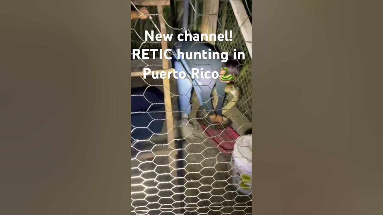 Reticulated pythons in Puerto Rico!Subscribe for more videos hunting ...