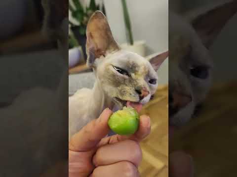 Erik Yiyen Kedi #shorts #cat