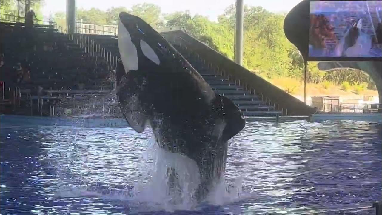 ORCA ENCOUNTER SEAWORLD SAN ANTONIO KILLER WHALE SHOW. PART 2 - YouTube