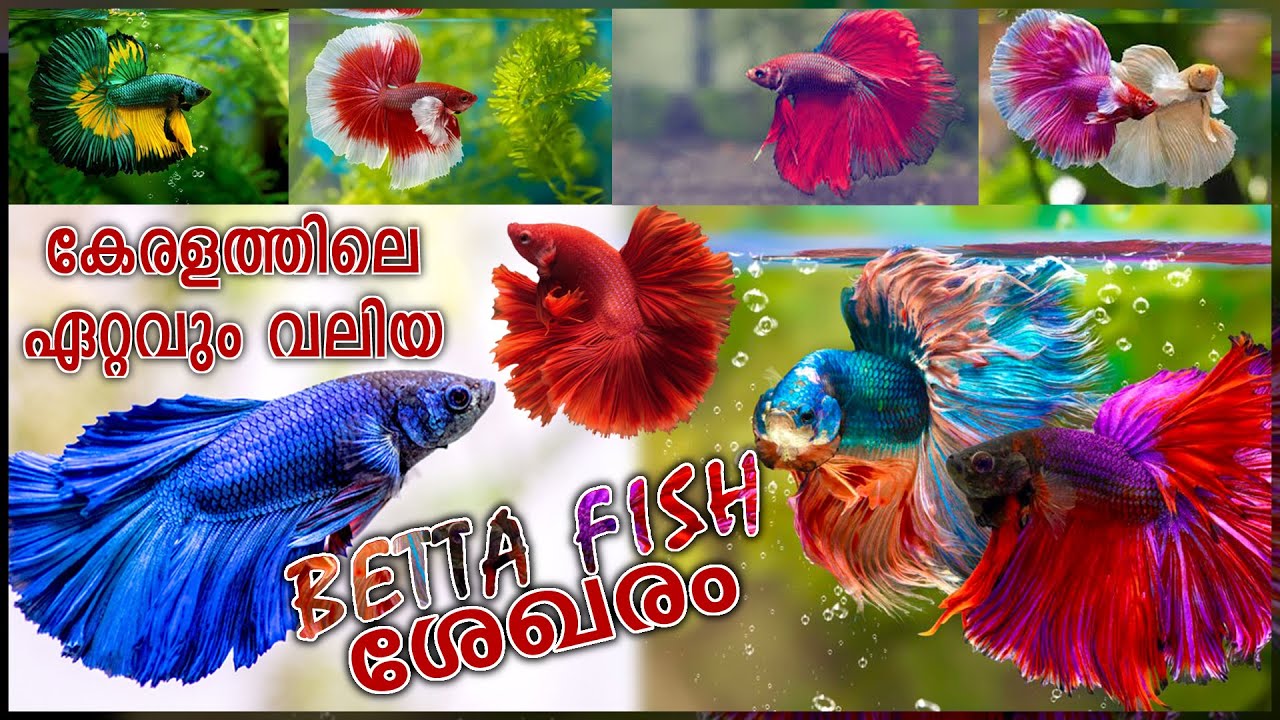 BETTA FISH ന്റെ ഏറ്റവും വലിയ ശേഖരം || ഒരു മാസം ഇറങ്ങുന്നത് ...