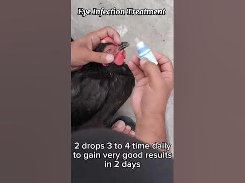 eye infection in chicken treatment | Coryza treatment in Chicken | murgiyoon ki ankhoon ka ...