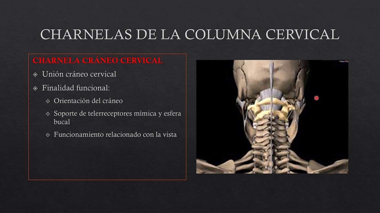 TERAPIA MANUAL DE LA COLUMNA CERVICAL 4 - YouTube