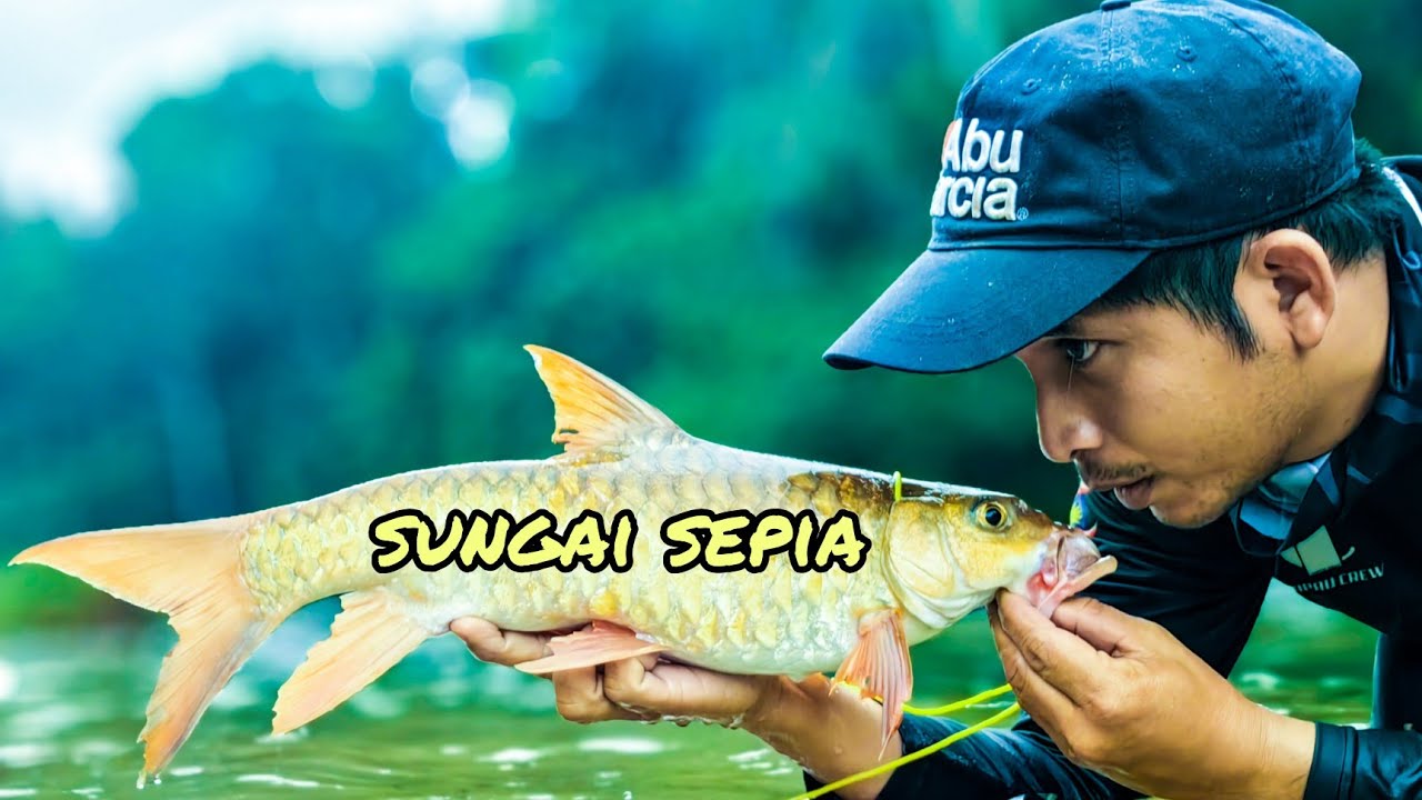 ikan kelah merah sungai sepia #tamannegarapahang #kelahmerah - YouTube