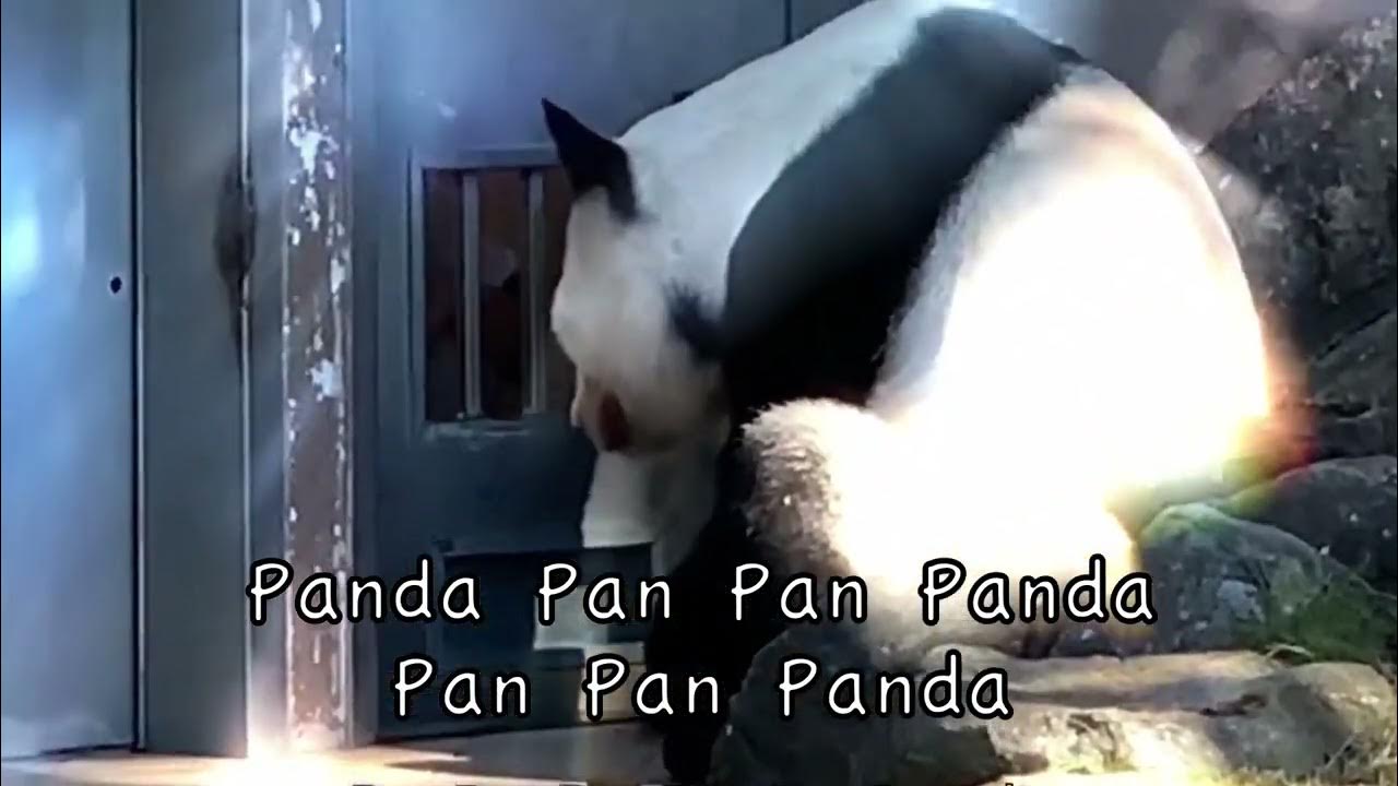 パンダパンダパンパンループ / Panda Panda Pan Pan Loop - YouTube