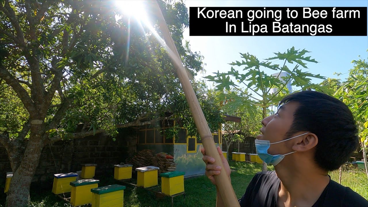 Korean going to Bee farm in Lipa Batangas - YouTube