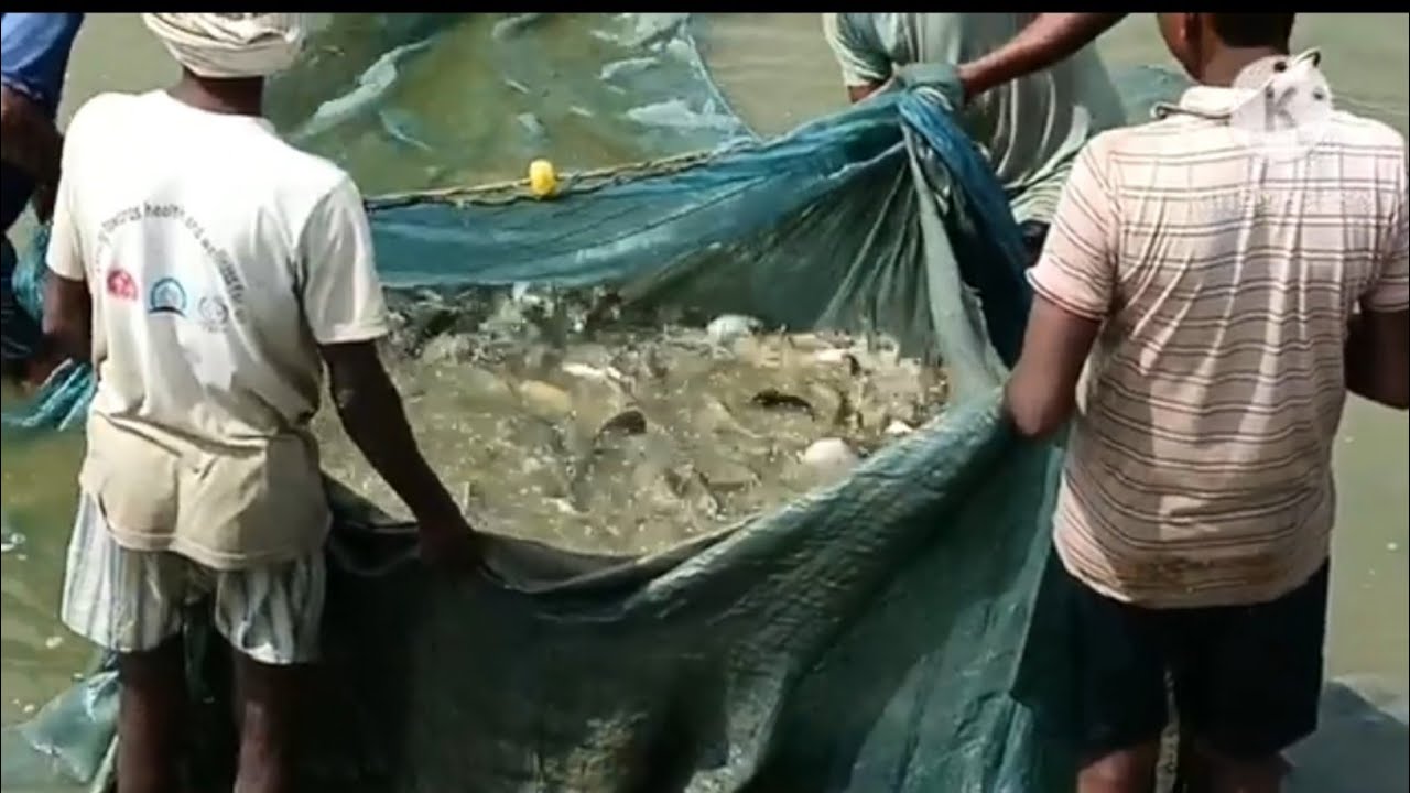 Rohu fish farming - YouTube