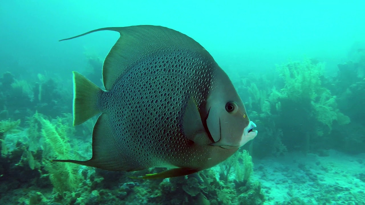 Belize Aggressor Scuba Diving Trip Video - Summer 2019 Short Length ...