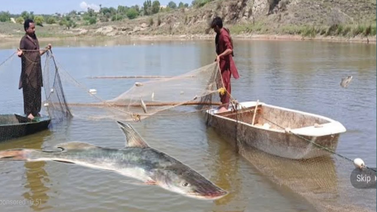 😱fish hunting - Rahu Mori grass silver Ka Shikar best amazing Machhali ...