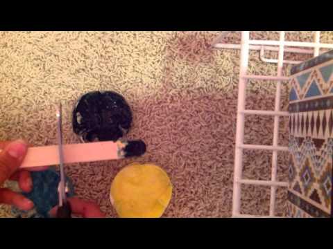 How to make a Minion hamster chew - YouTube