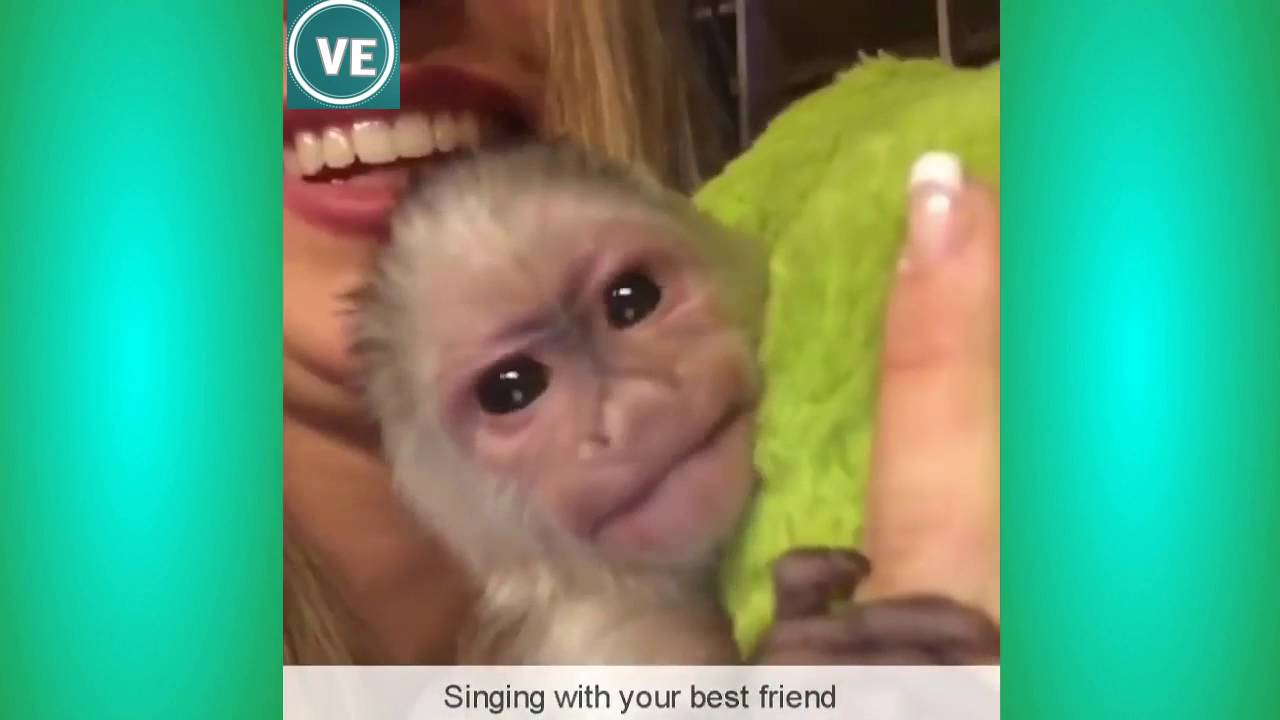 The Best latest funny vines compilation Video 2016 -Laugh like hell ...