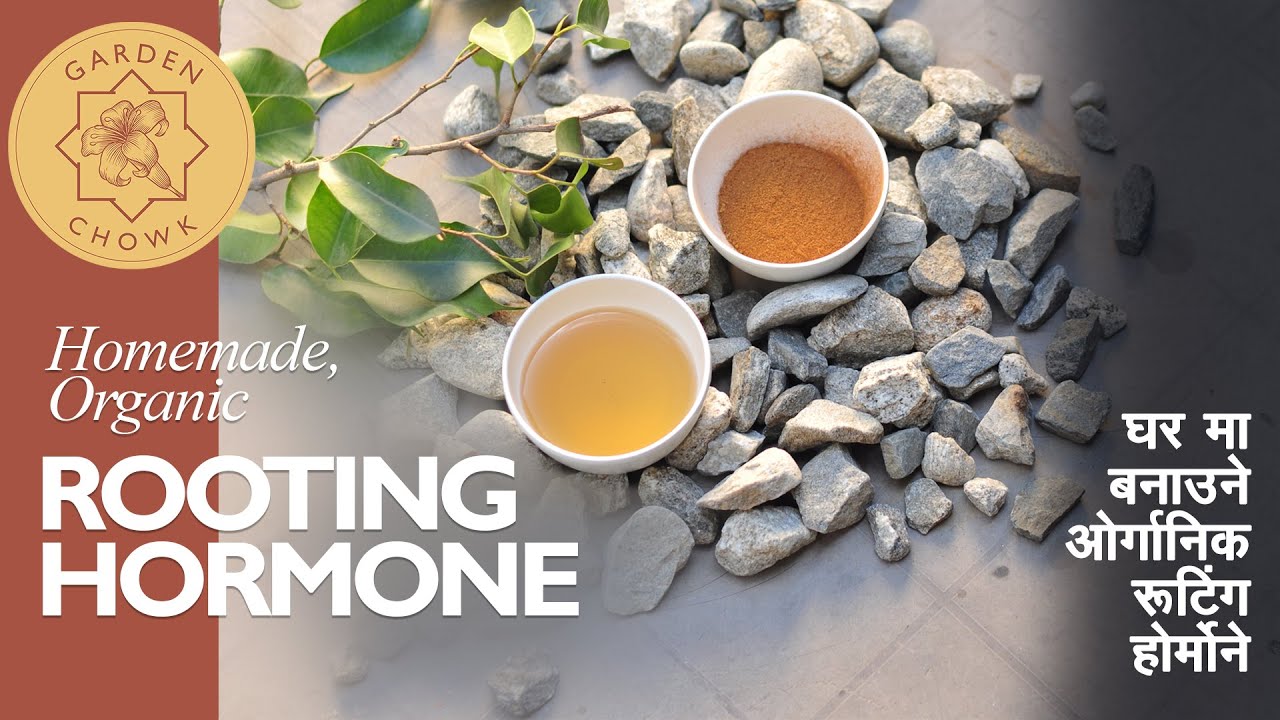 How to make Homemade Organic Rooting Hormone | घरमा बनाउने ओर्गानिक ...