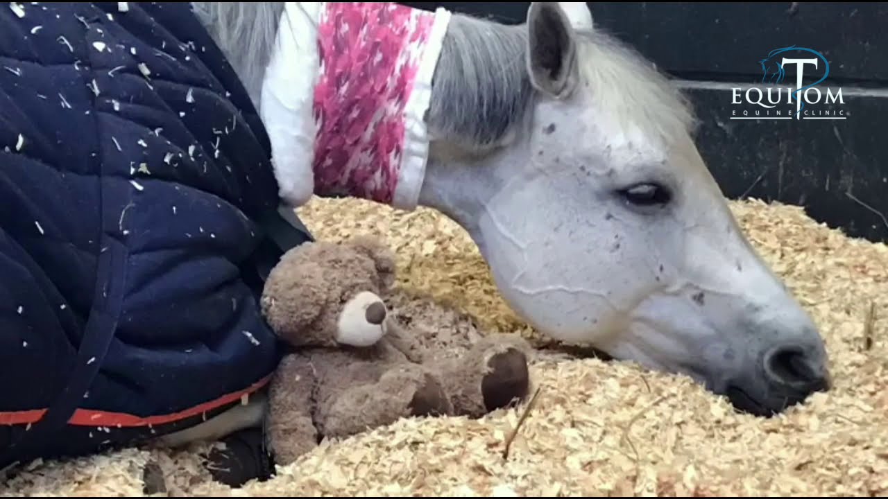 Un cheval malade a besoin de son doudou - YouTube