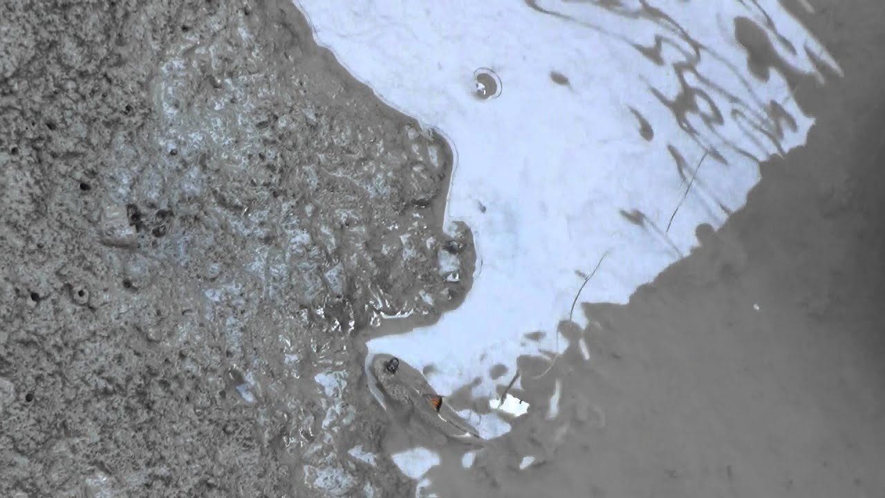 Fishing For Mud Skipper (Baby) - YouTube