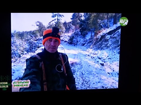 Sındırgı domuz avı AV TV ve YABAN TV'de