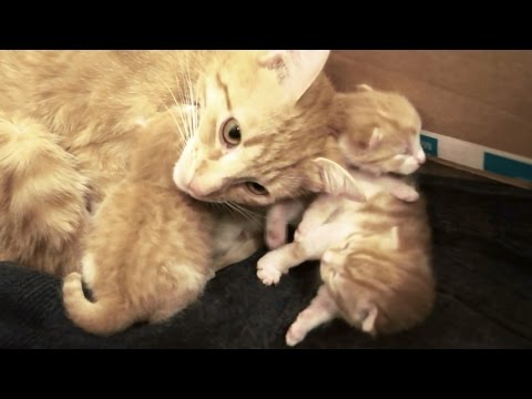 Mama Cat Talks to her Baby Kittens