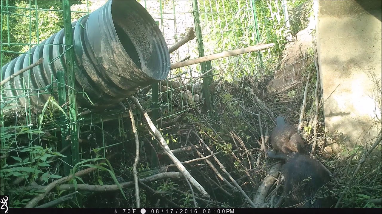 Lesson 7: Beaver Passage at Road Culvert Fences - YouTube