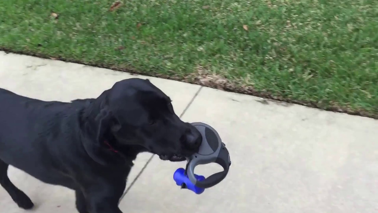 Black Lab walking himself - YouTube