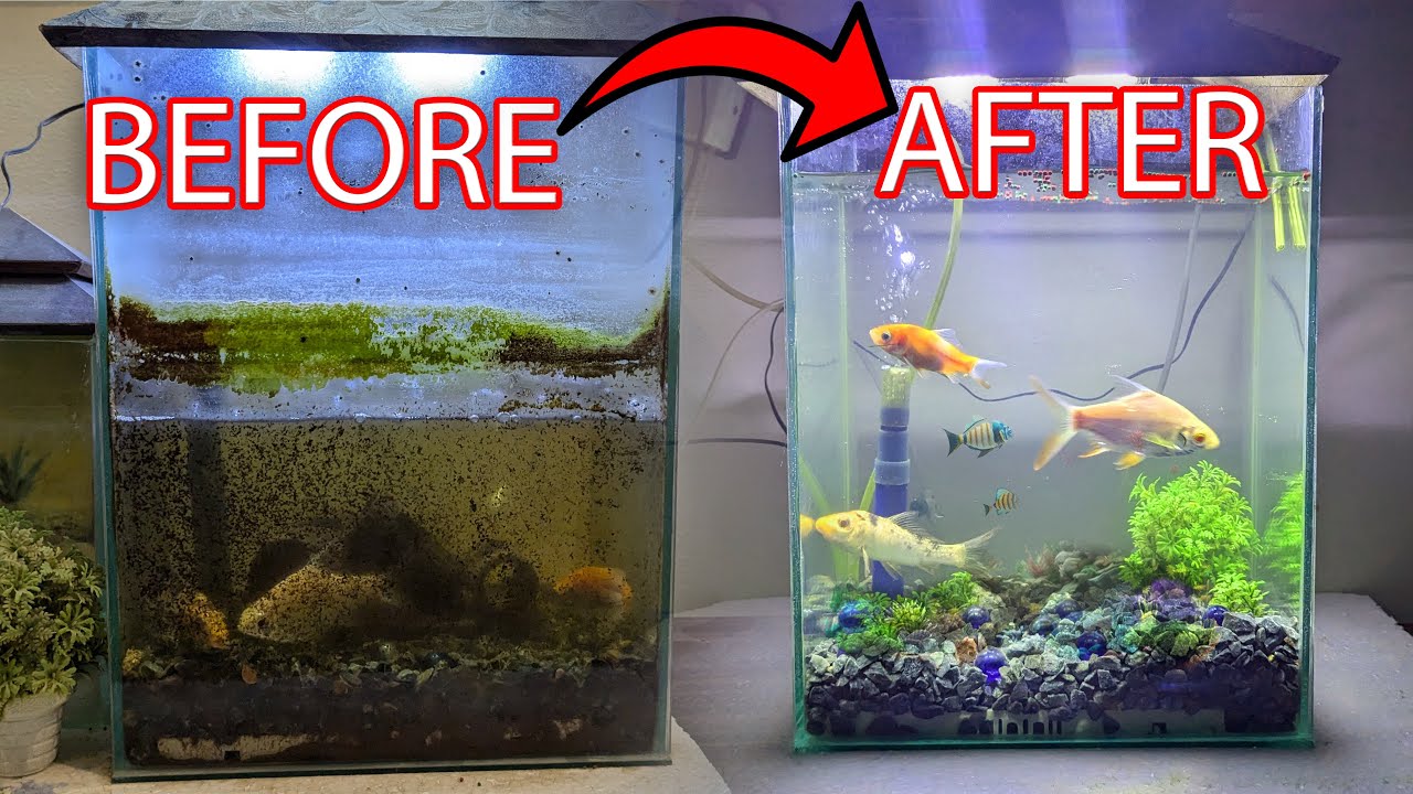 Cleaning A Dirty Aquarium After One Year😲😲|Fish Tank| - YouTube