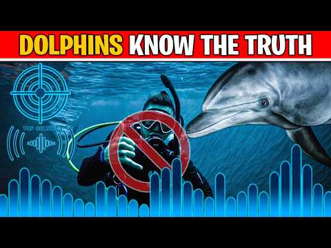 This Is Why Its Illegal To Communicate With Dolphins