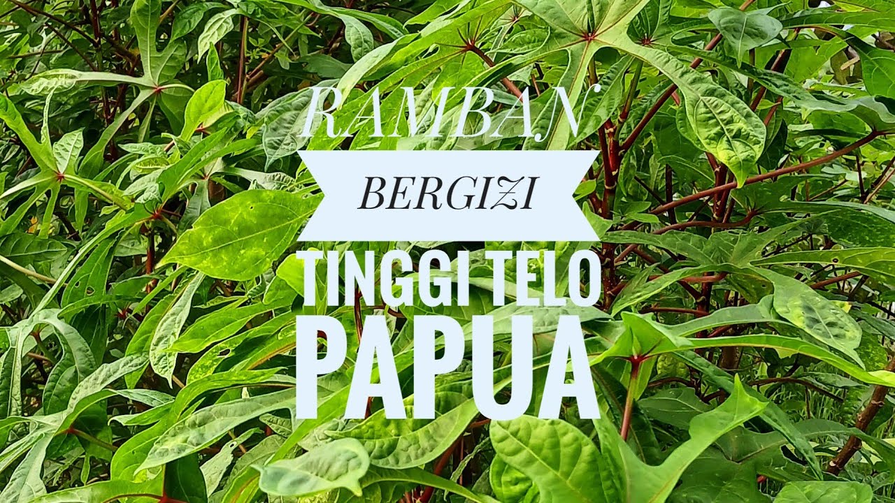 TELO PAPUA HIJAUAN BERGIZI TINGGI - YouTube