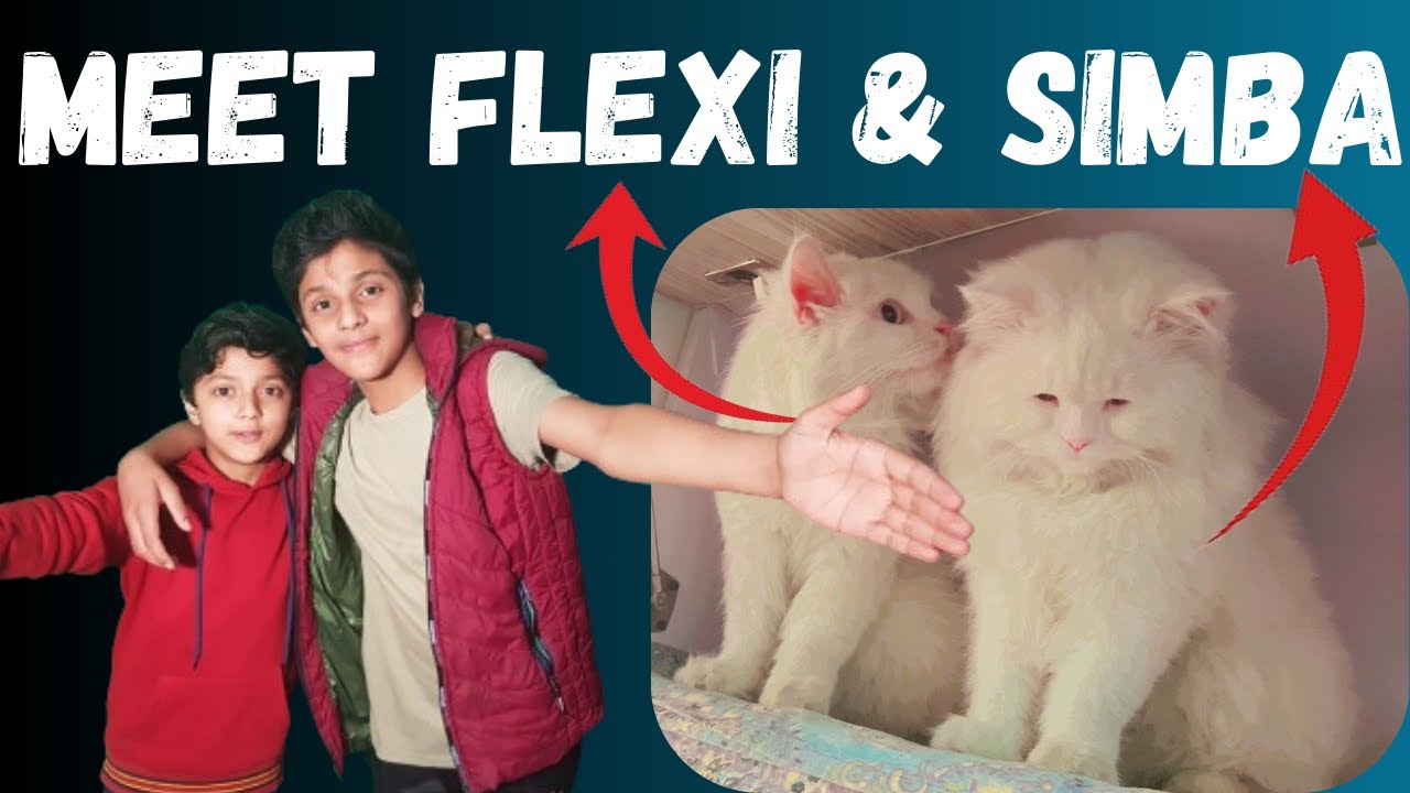 Meet Flexi & Simba | cat vlog | vlog | @Wavlogs007 - YouTube